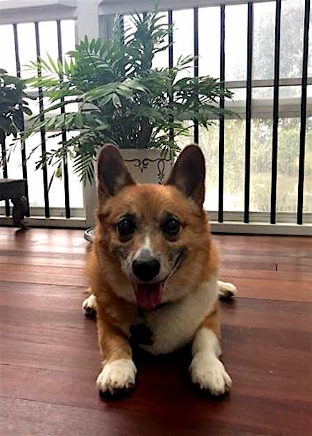 Our Team – Southeast Corgi Rescue