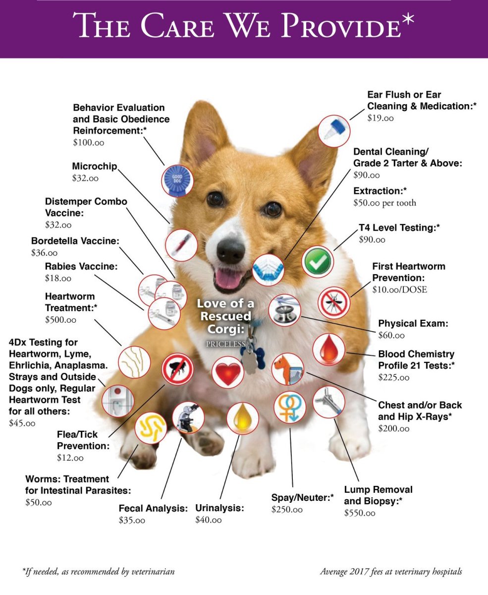 Donations Are An Important Part of Rescue – Southeast Corgi Rescue