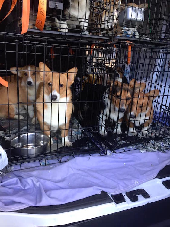 Operation Corgi Drop (Or When Christmas Came Early To SECR) – Southeast ...