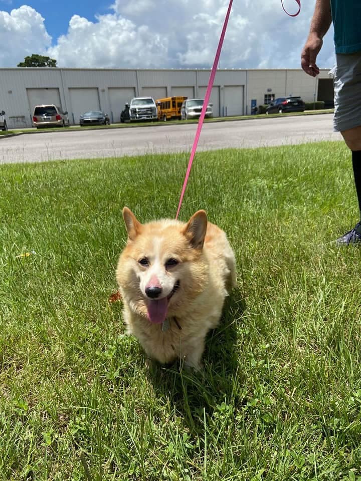 Dogs In Our Care – Southeast Corgi Rescue