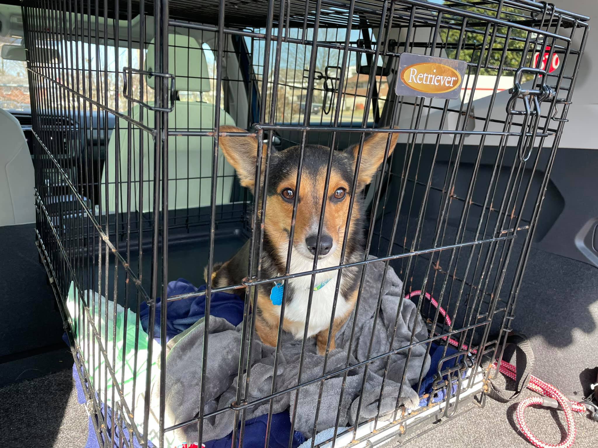 Chester – Southeast Corgi Rescue