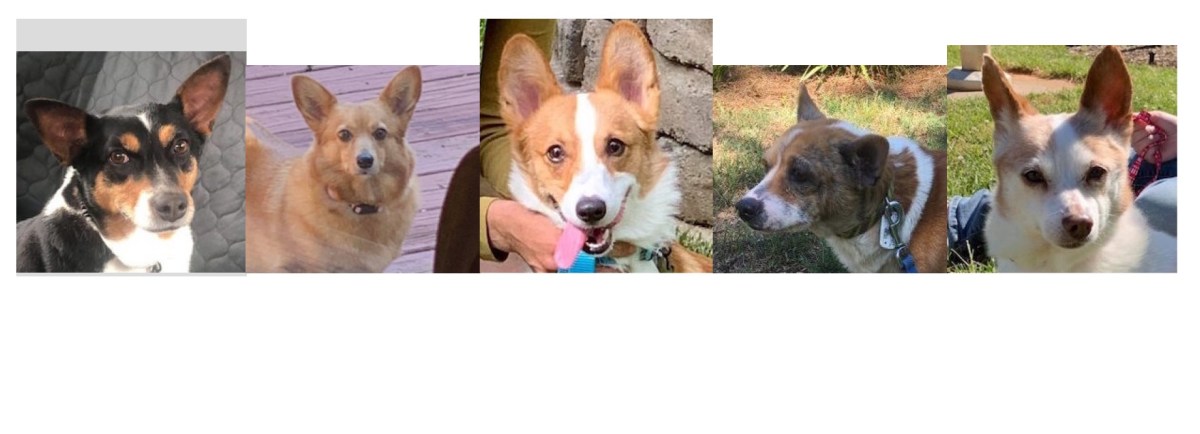 April-May 2021: Welcomes, Celebrations, And Goodbye – Southeast Corgi ...