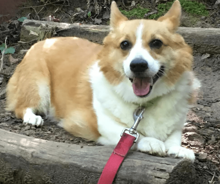 Dogs In Our Care – Southeast Corgi Rescue