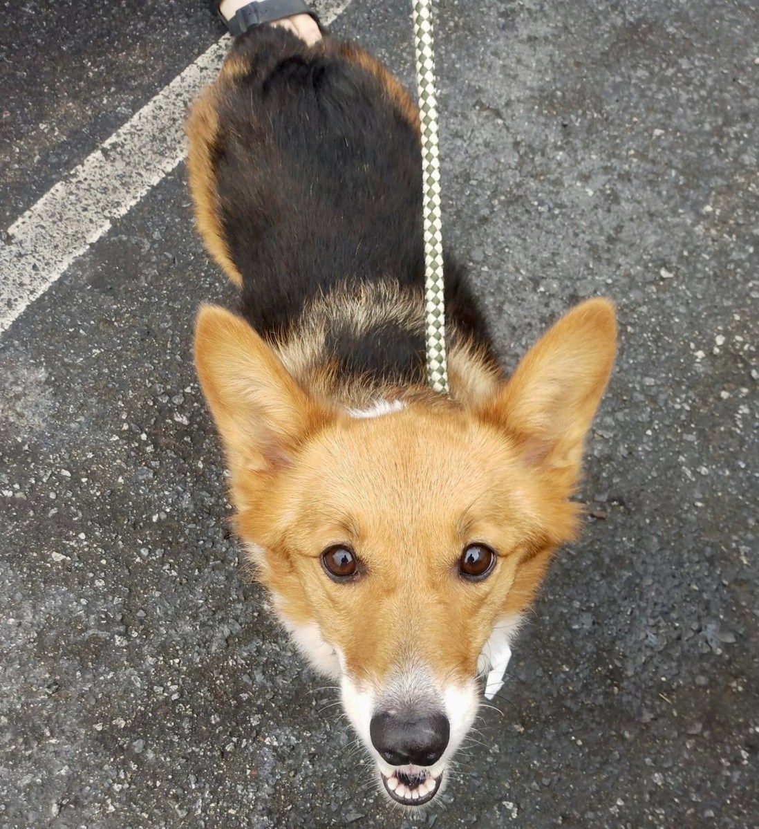 Pixie – Southeast Corgi Rescue