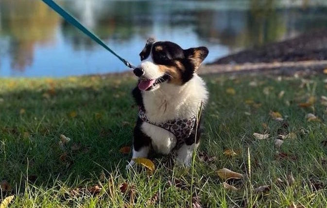 Funding Their Happiest and Healthiest Lives – Southeast Corgi Rescue