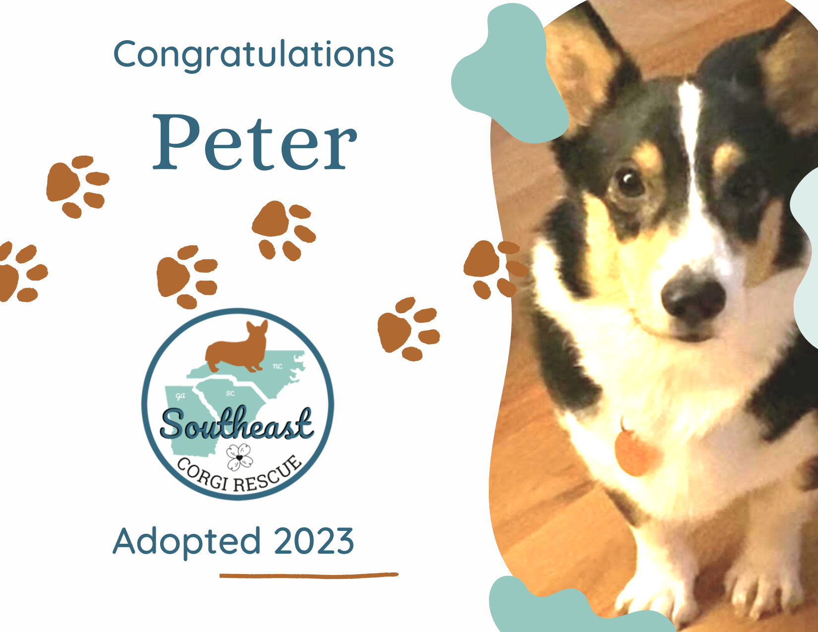 Peter – Southeast Corgi Rescue