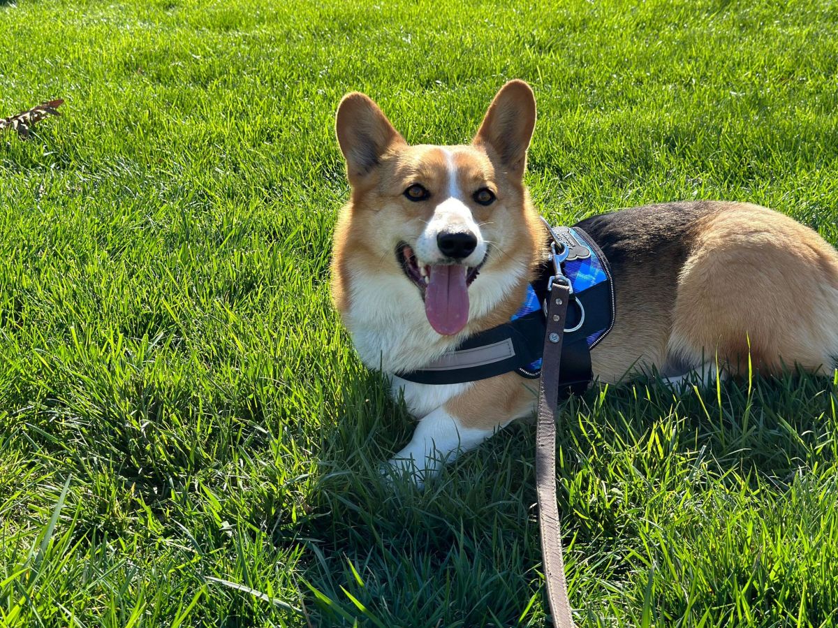 Wilson – Southeast Corgi Rescue