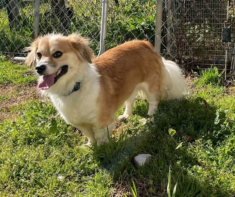 Cecil – Southeast Corgi Rescue