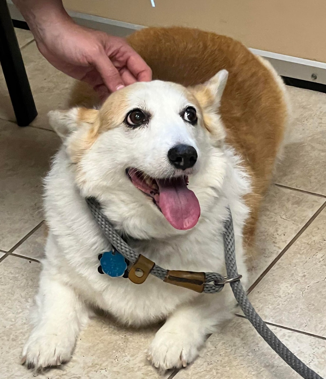 Dogs In Our Care – Southeast Corgi Rescue