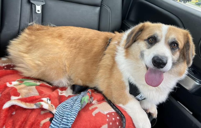 Dogs In Our Care – Southeast Corgi Rescue