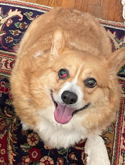 Harrison – Southeast Corgi Rescue