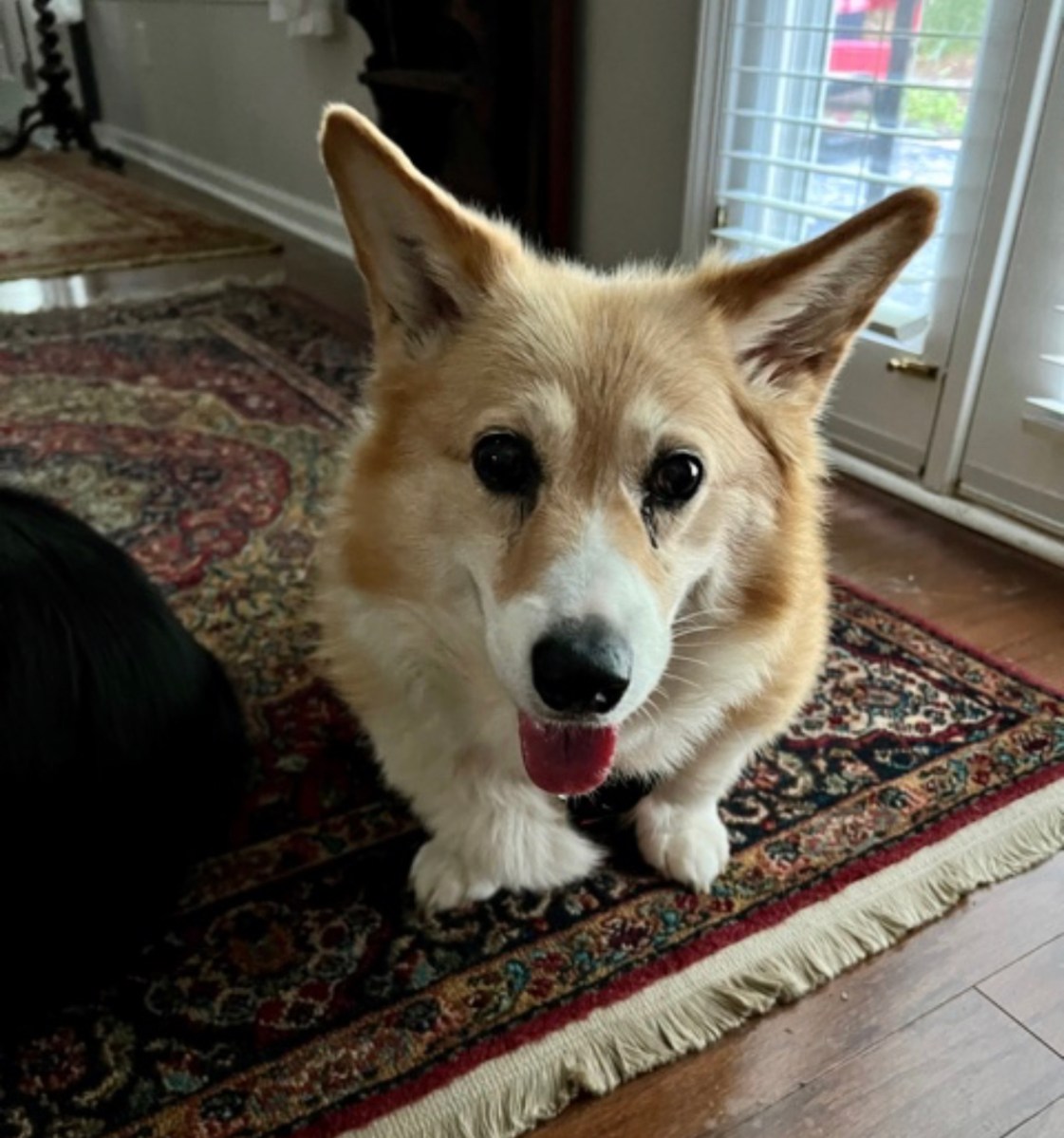 Katie – Southeast Corgi Rescue