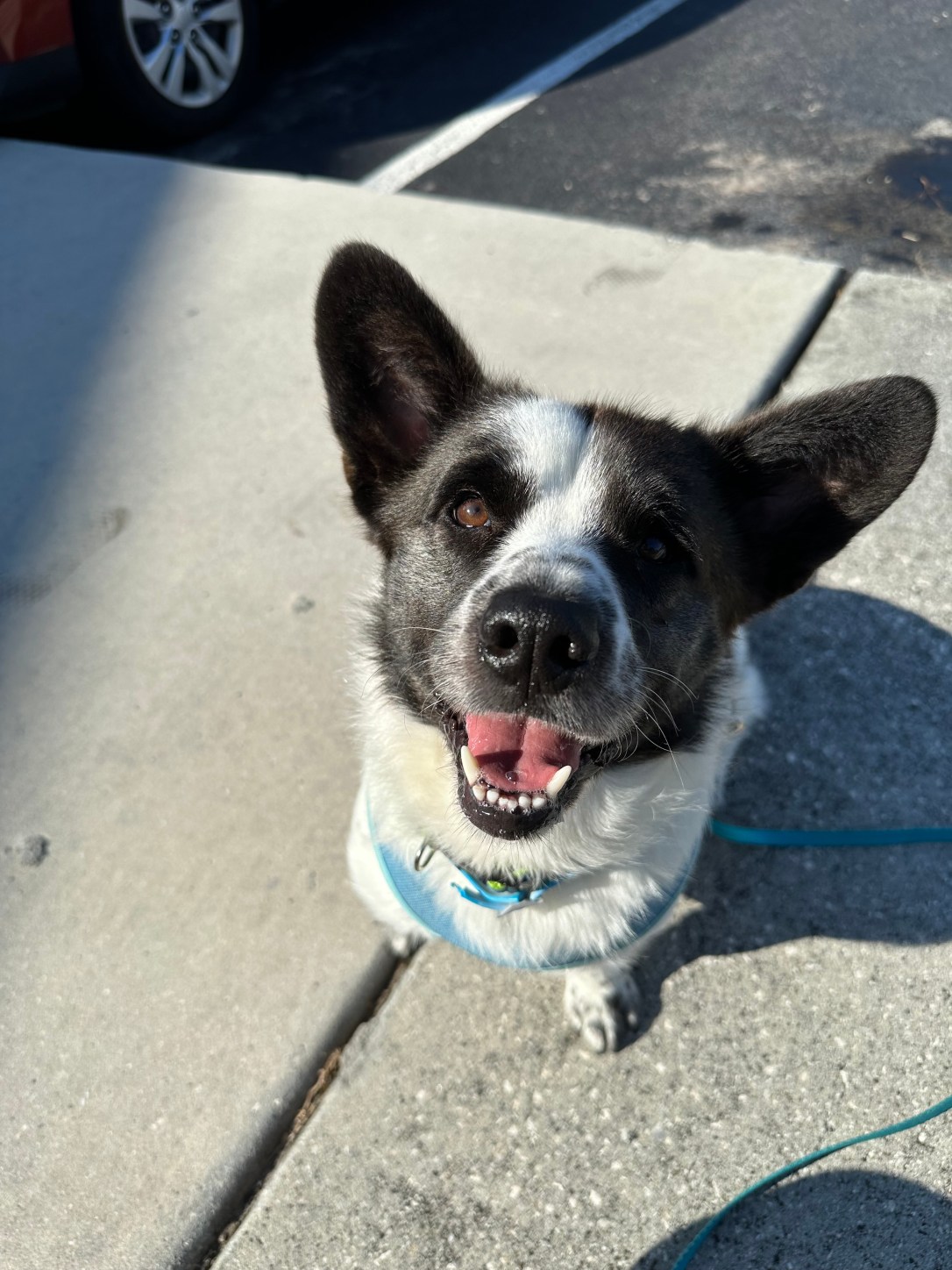 Dogs In Our Care – Southeast Corgi Rescue