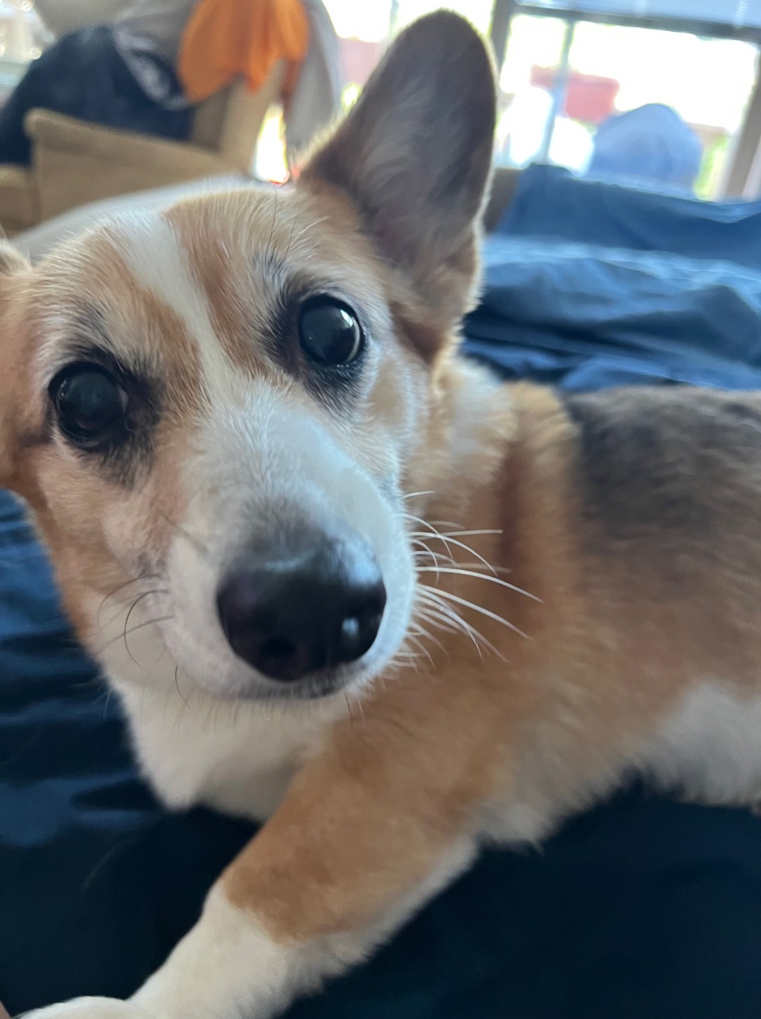 Dogs In Our Care – Southeast Corgi Rescue