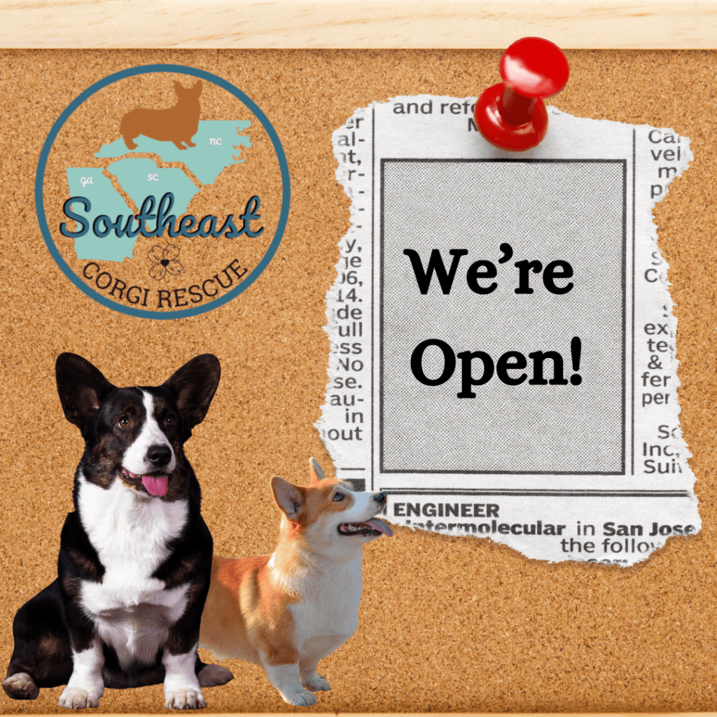 Southeast Corgi Rescue – Finding Homes For Corgis in NC, SC, & GA