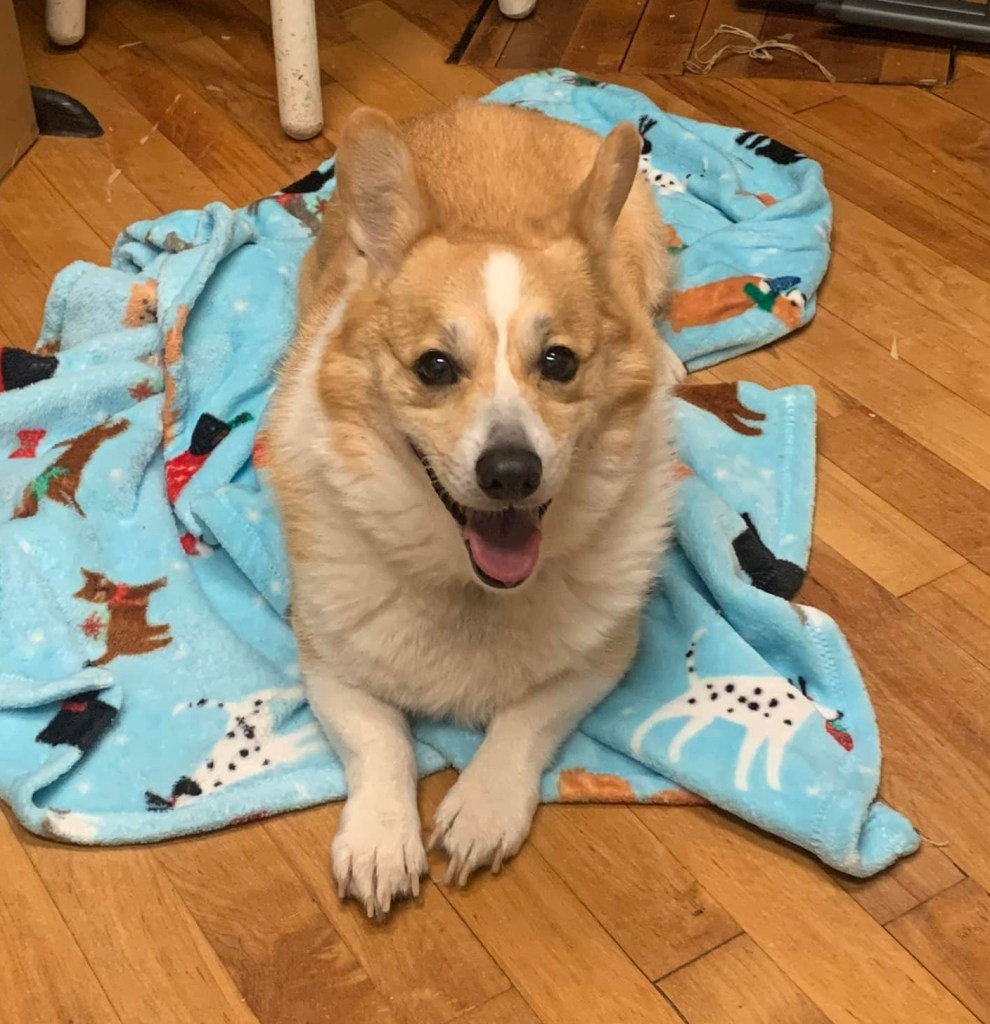 Dogs In Our Care – Southeast Corgi Rescue