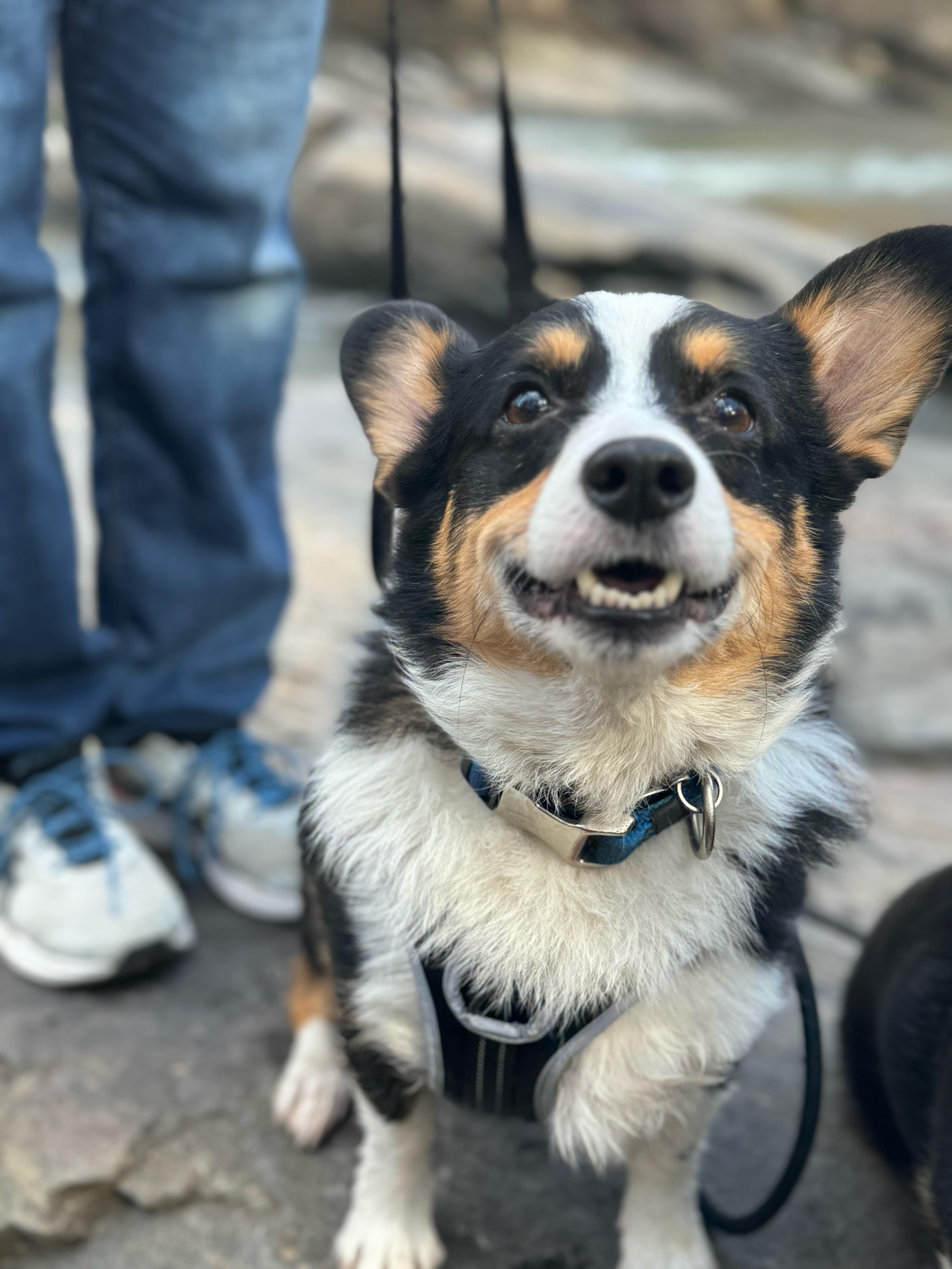 Dogs In Our Care – Southeast Corgi Rescue