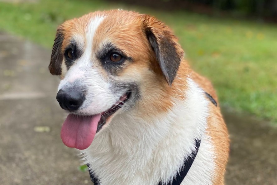 Fozzy – Southeast Corgi Rescue