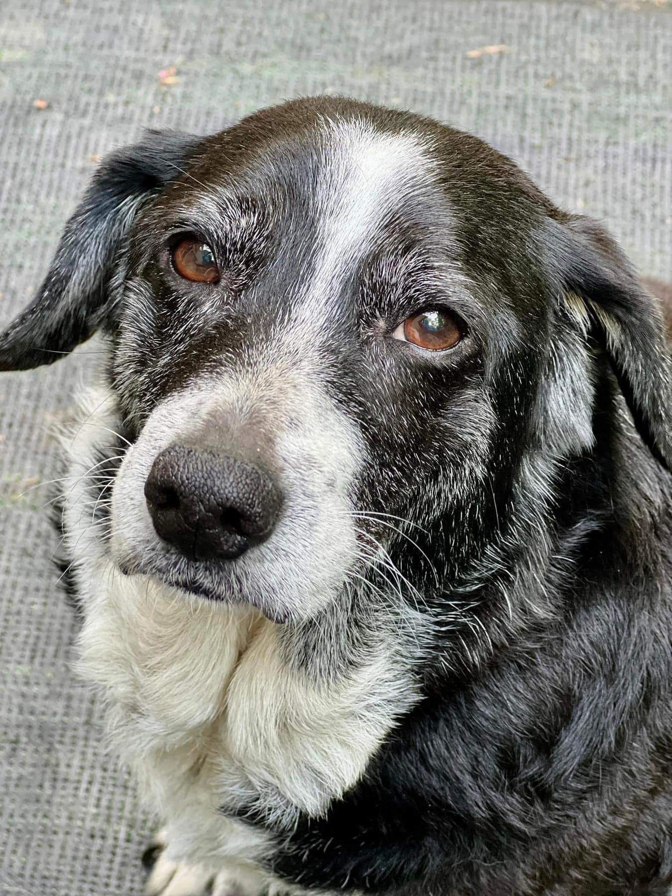 Dogs In Our Care – Southeast Corgi Rescue