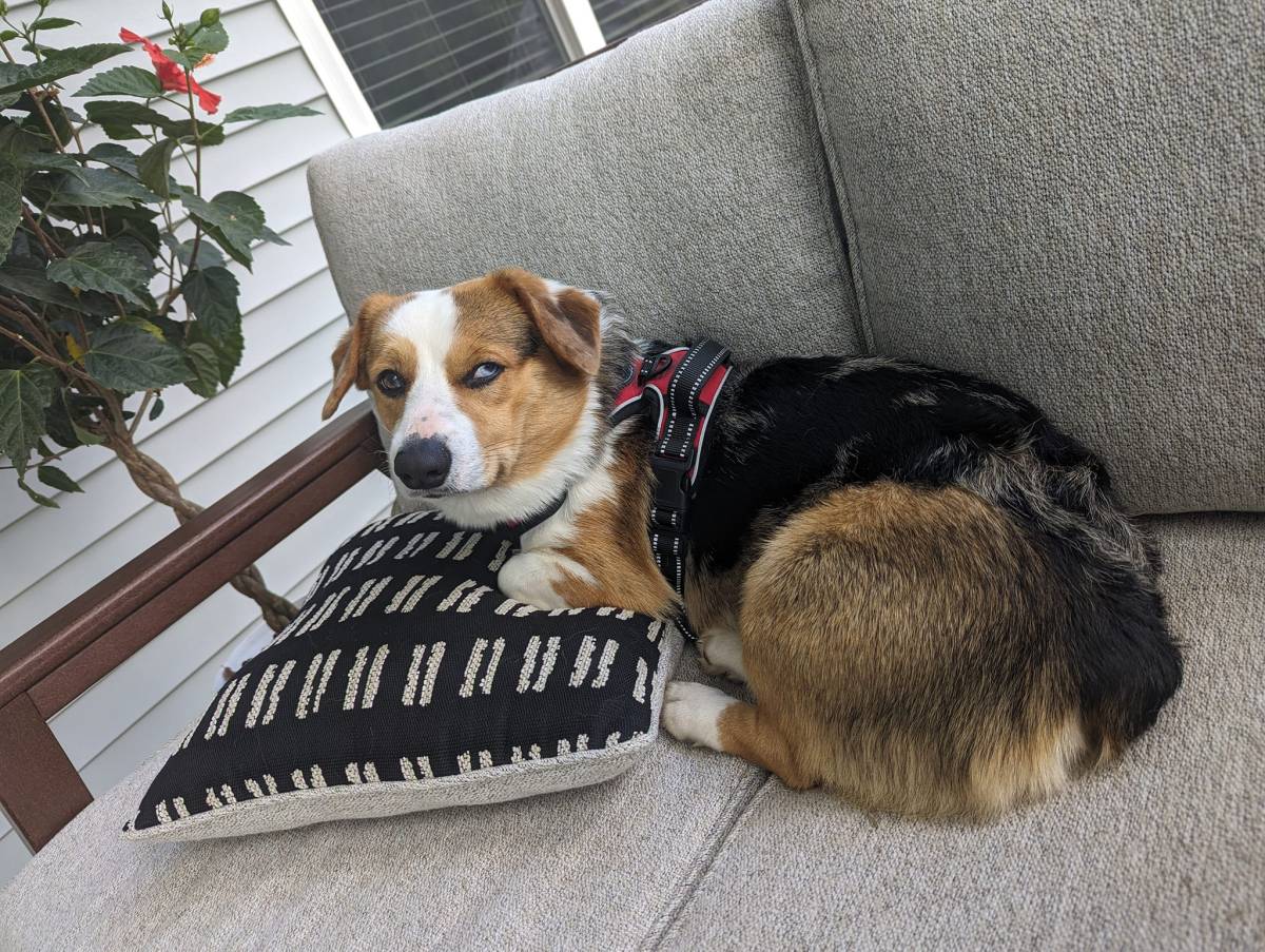 Fritz – Southeast Corgi Rescue
