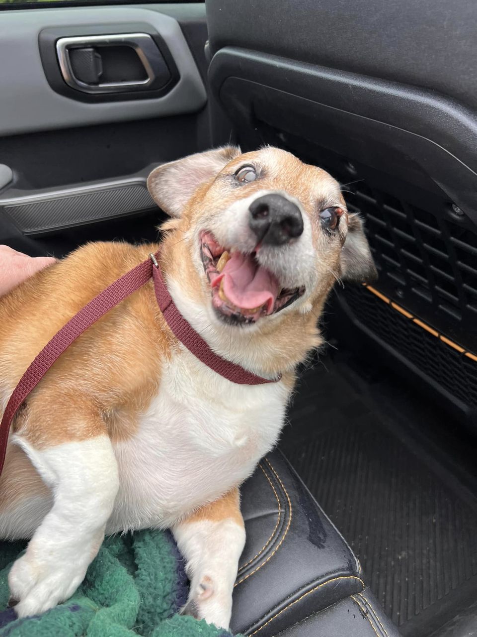 Dogs In Our Care – Southeast Corgi Rescue
