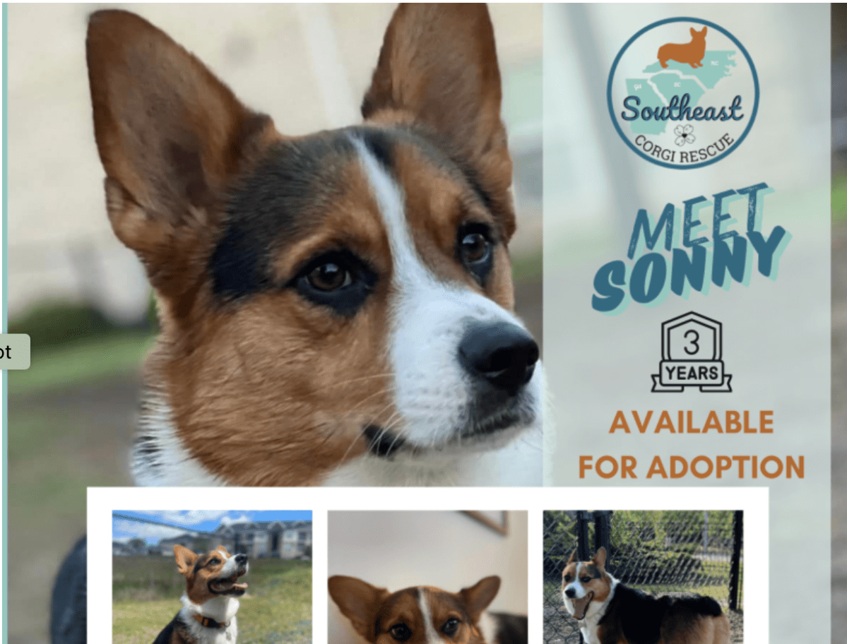 Sonny — Now Available For Adoption – Southeast Corgi Rescue