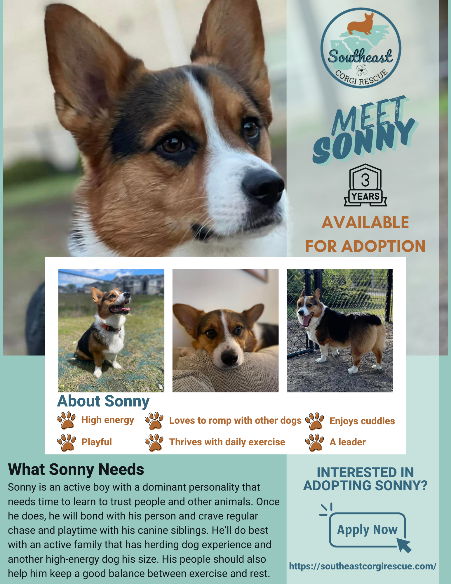 Sonny — Now Available For Adoption – Southeast Corgi Rescue