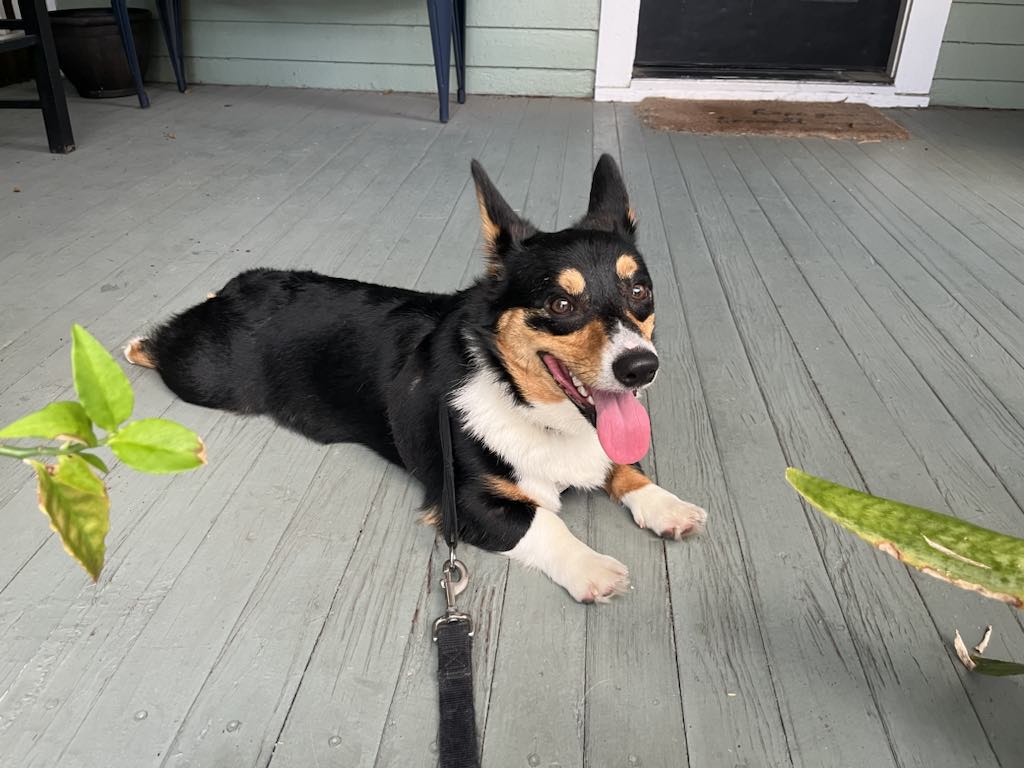 Harry – Southeast Corgi Rescue