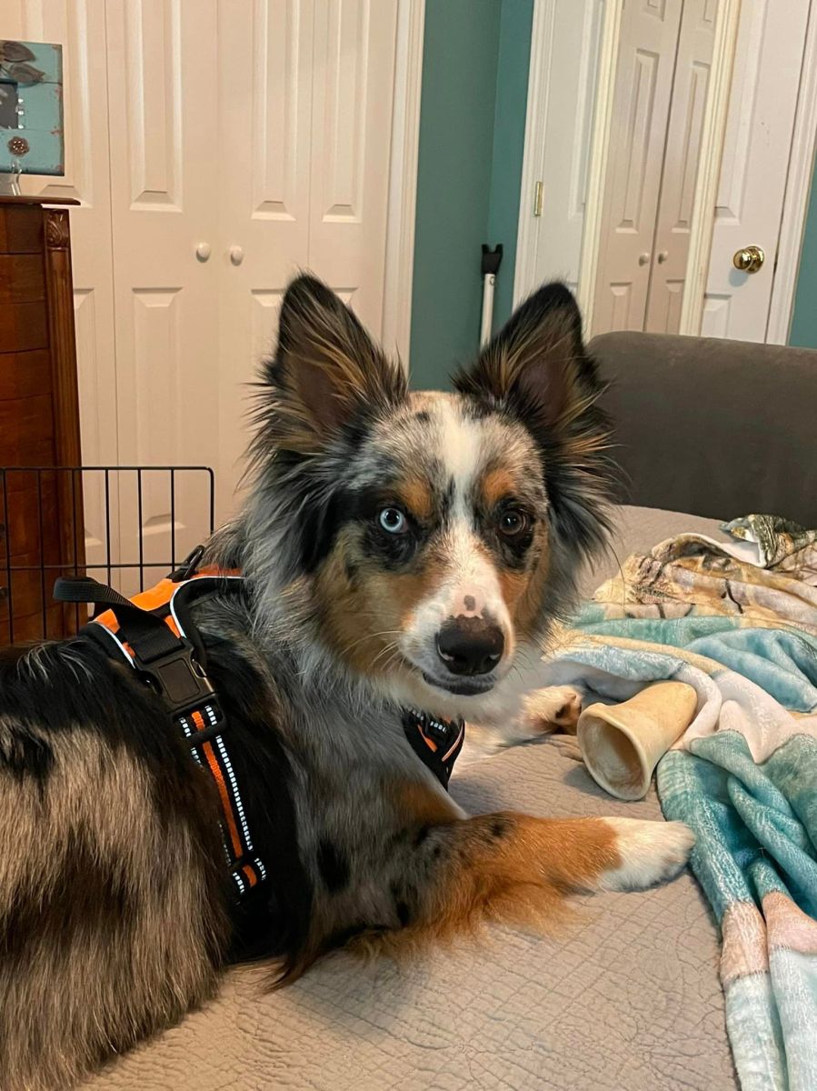 Howie – Southeast Corgi Rescue