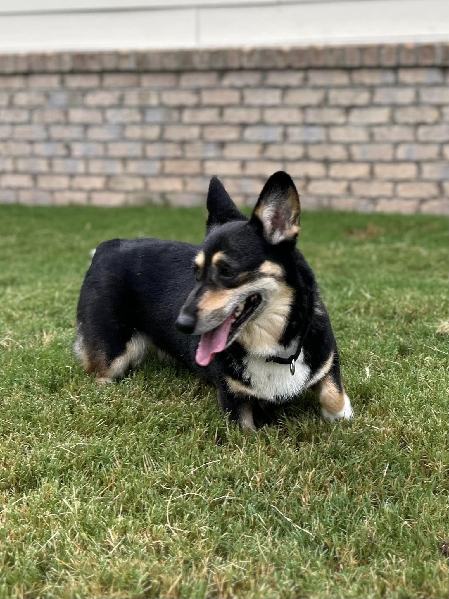 Welcomes & Congrats – June 2024 – Southeast Corgi Rescue