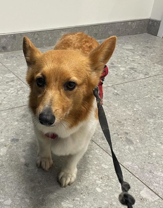 Reba – Southeast Corgi Rescue