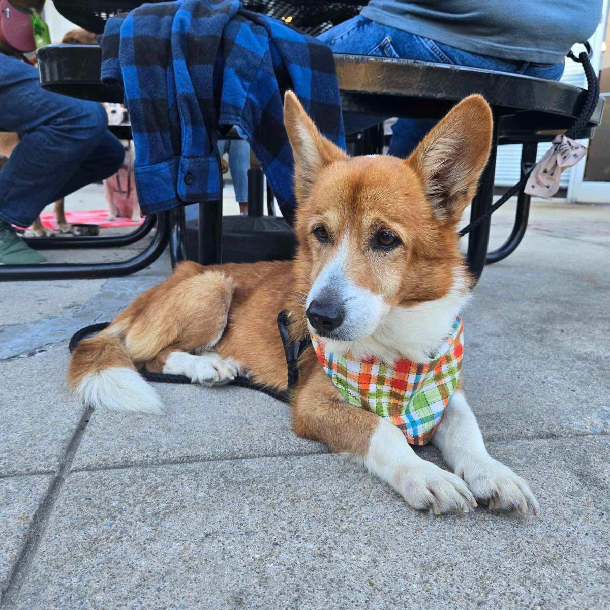 Kory – Southeast Corgi Rescue