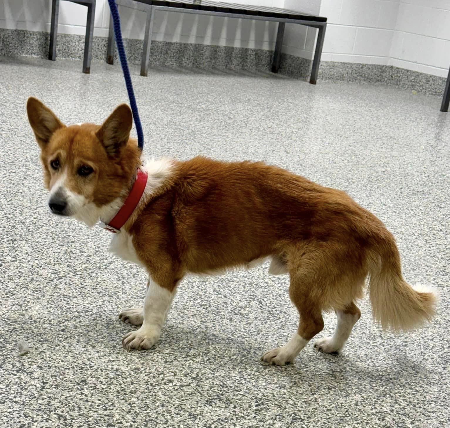 Kory – Southeast Corgi Rescue