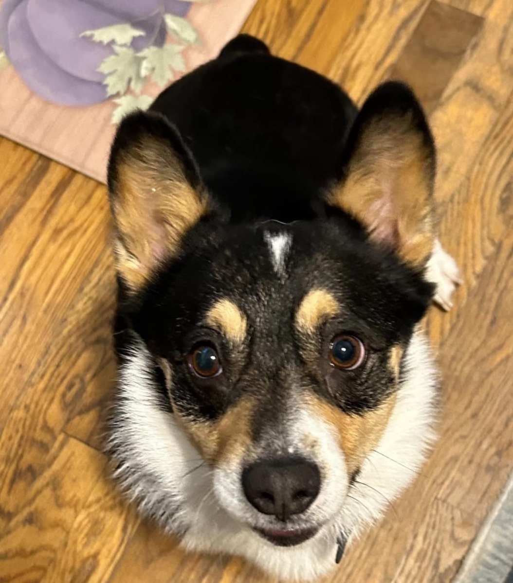 Phillip – Southeast Corgi Rescue