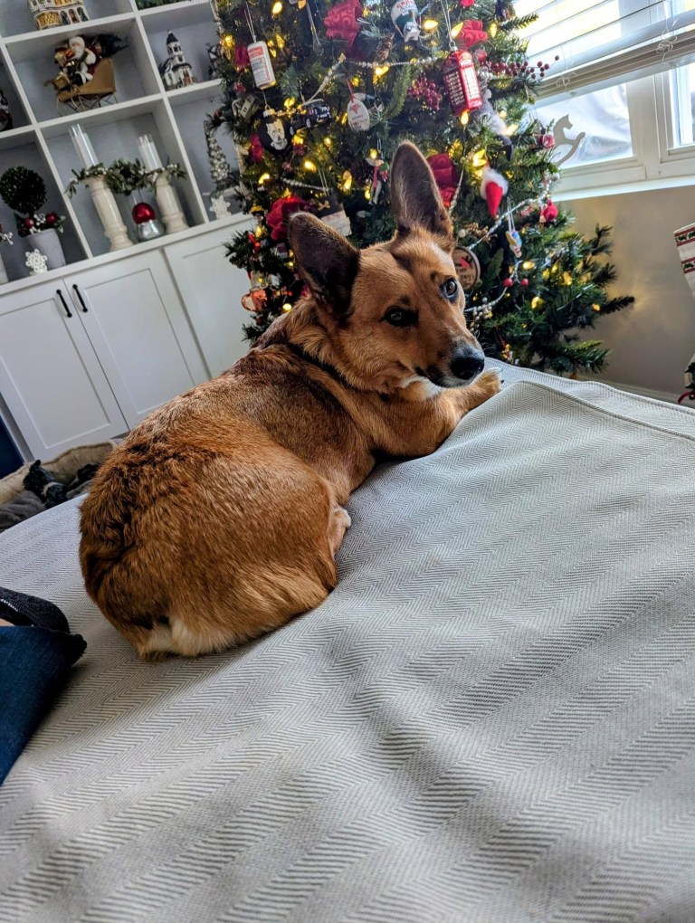 Dogs In Our Care – Southeast Corgi Rescue