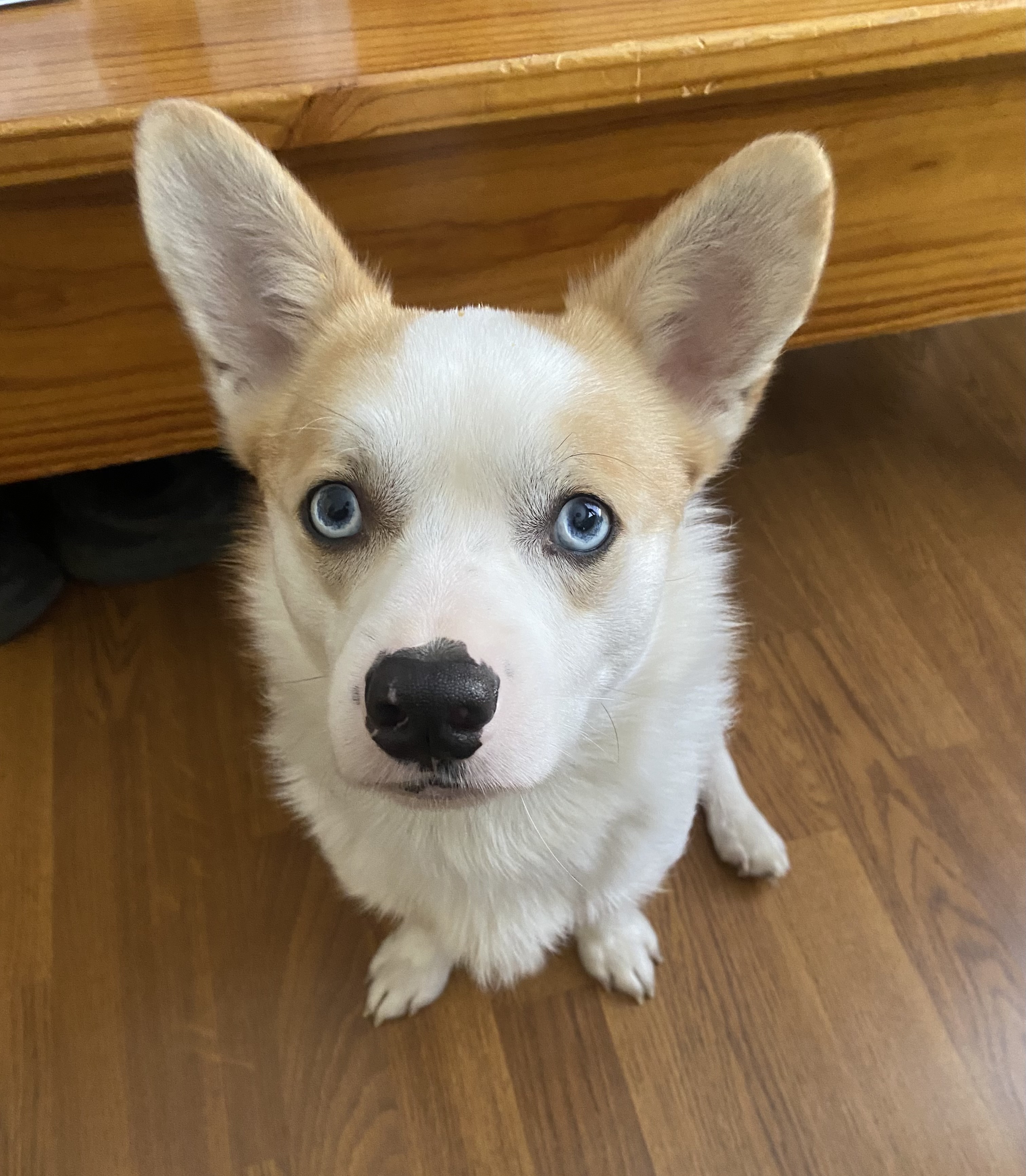 Dogs In Our Care – Southeast Corgi Rescue