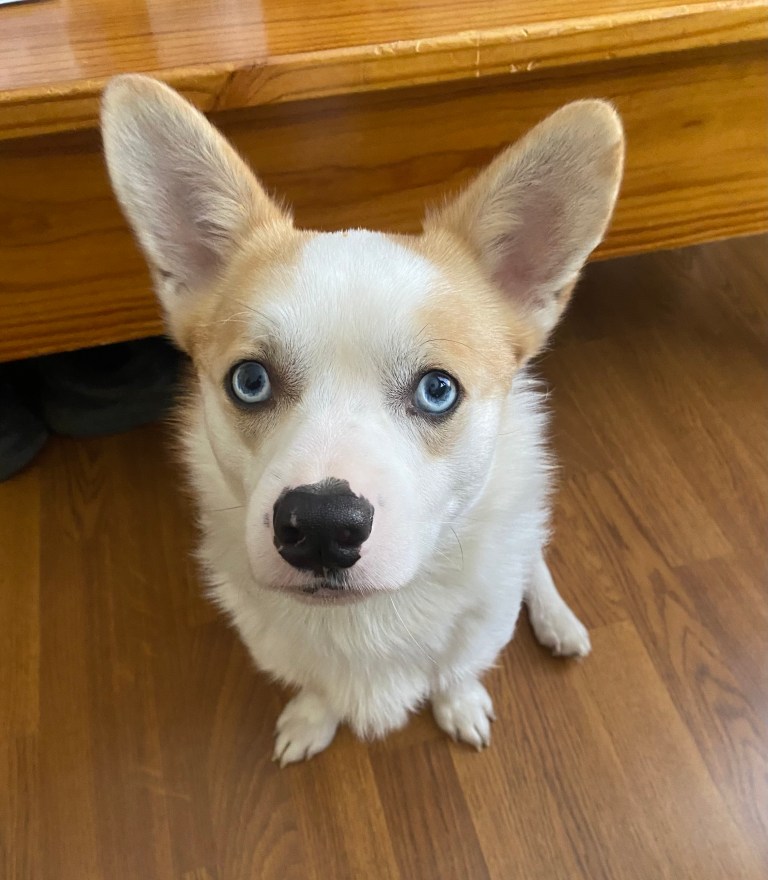 Dogs In Our Care – Southeast Corgi Rescue