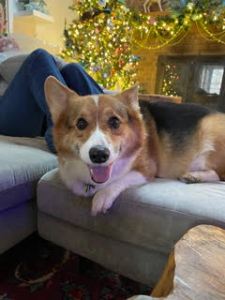 Dogs In Our Care – Southeast Corgi Rescue