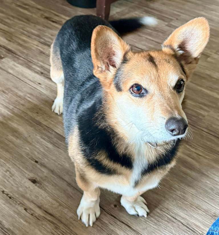 Dogs In Our Care – Southeast Corgi Rescue