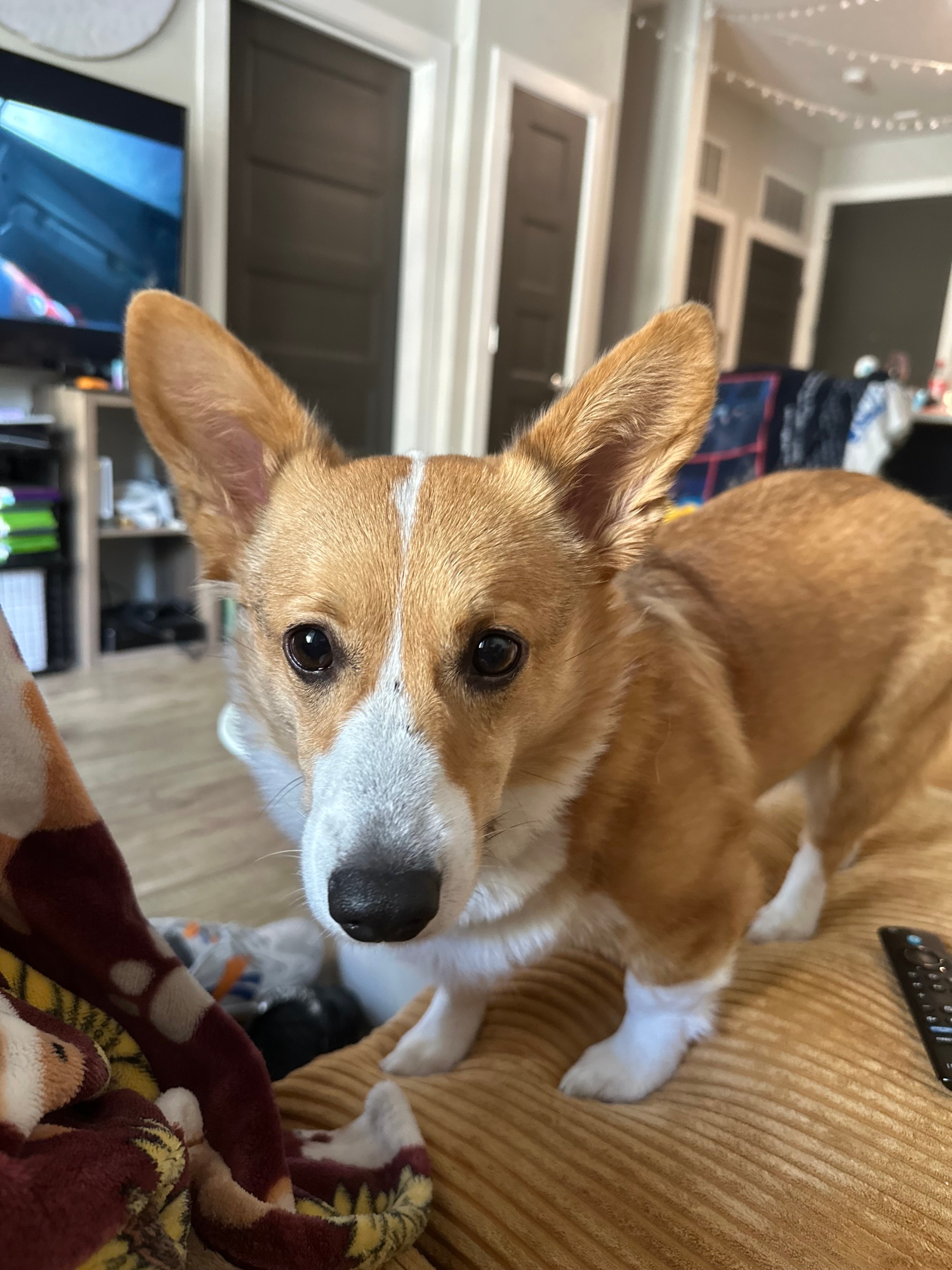 Dogs In Our Care – Southeast Corgi Rescue
