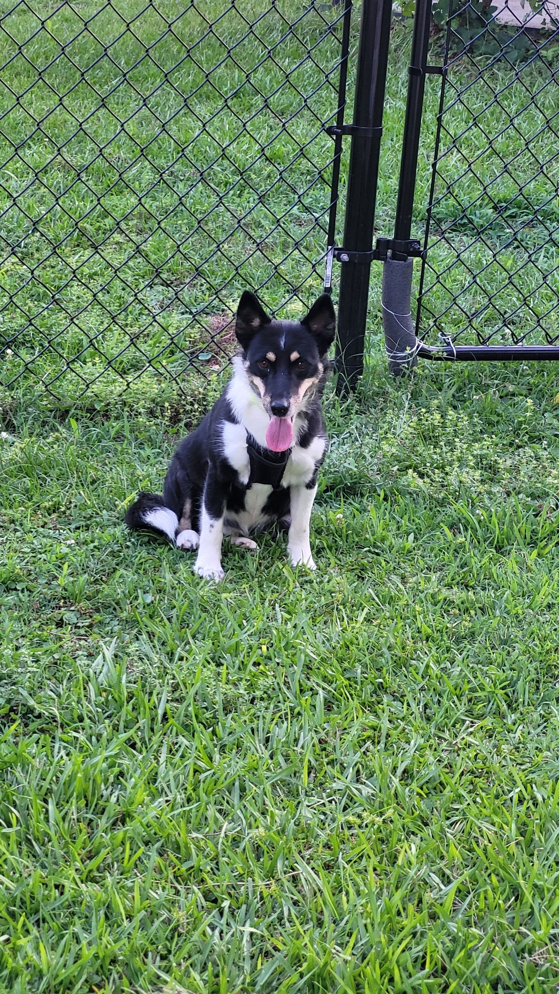 Queenie – Southeast Corgi Rescue