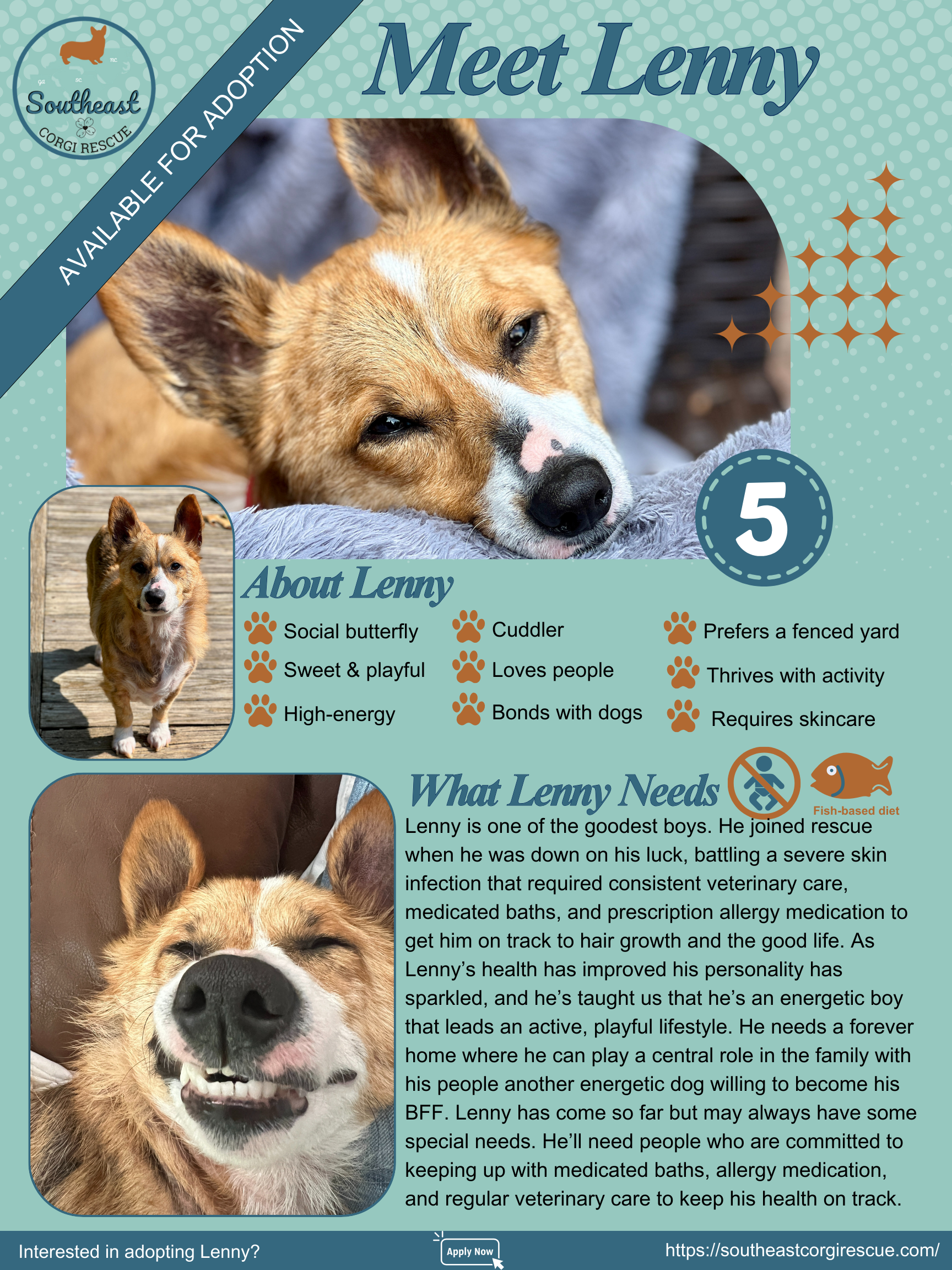 Lenny – Southeast Corgi Rescue