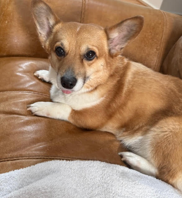 Star – Southeast Corgi Rescue